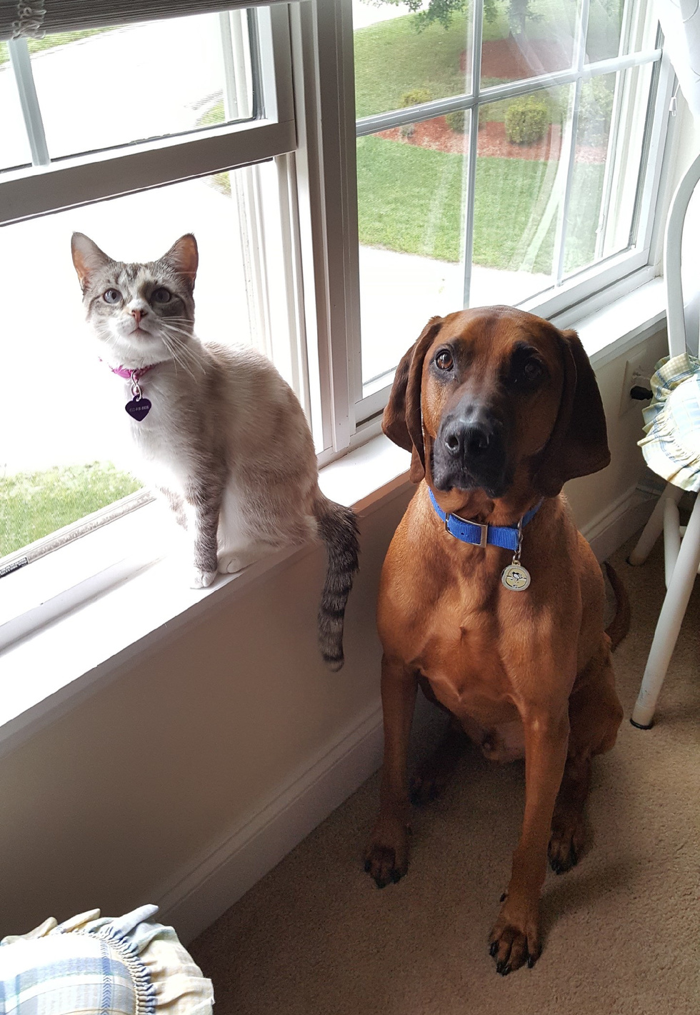 Adorable, smart, funny cats and dogs - Page 157 - Stormfront