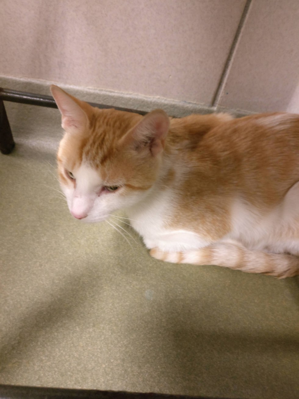 Man Takes a Chance on Extremely Shy Shelter Cat Cowering in the Corner ...