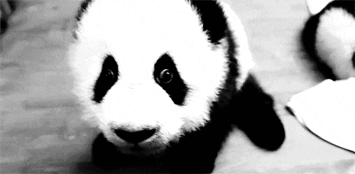 10 Pandas That Will Make Your Day