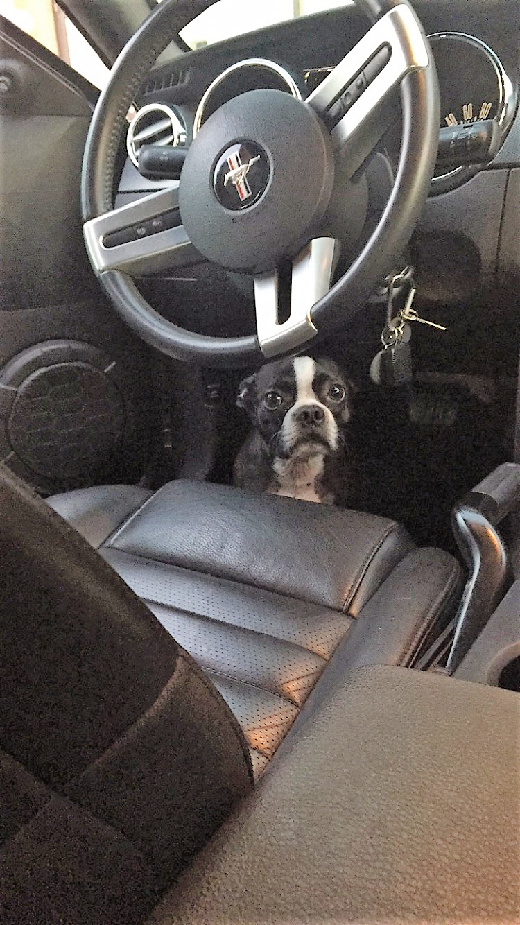 15 Things Every Dog Addict Knows All Too Well