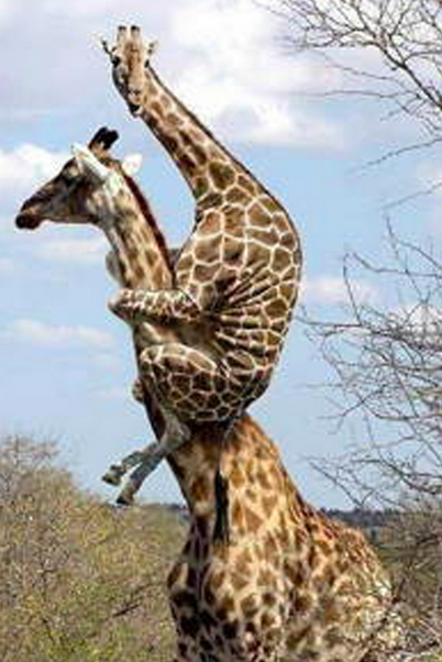 9 Reasons Why Giraffes Are Majestical And Should Be Your New Favorite ...