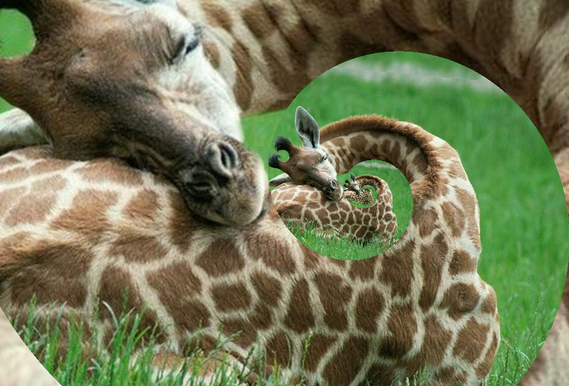 9 Reasons Why Giraffes Are Majestical And Should Be Your New Favorite ...
