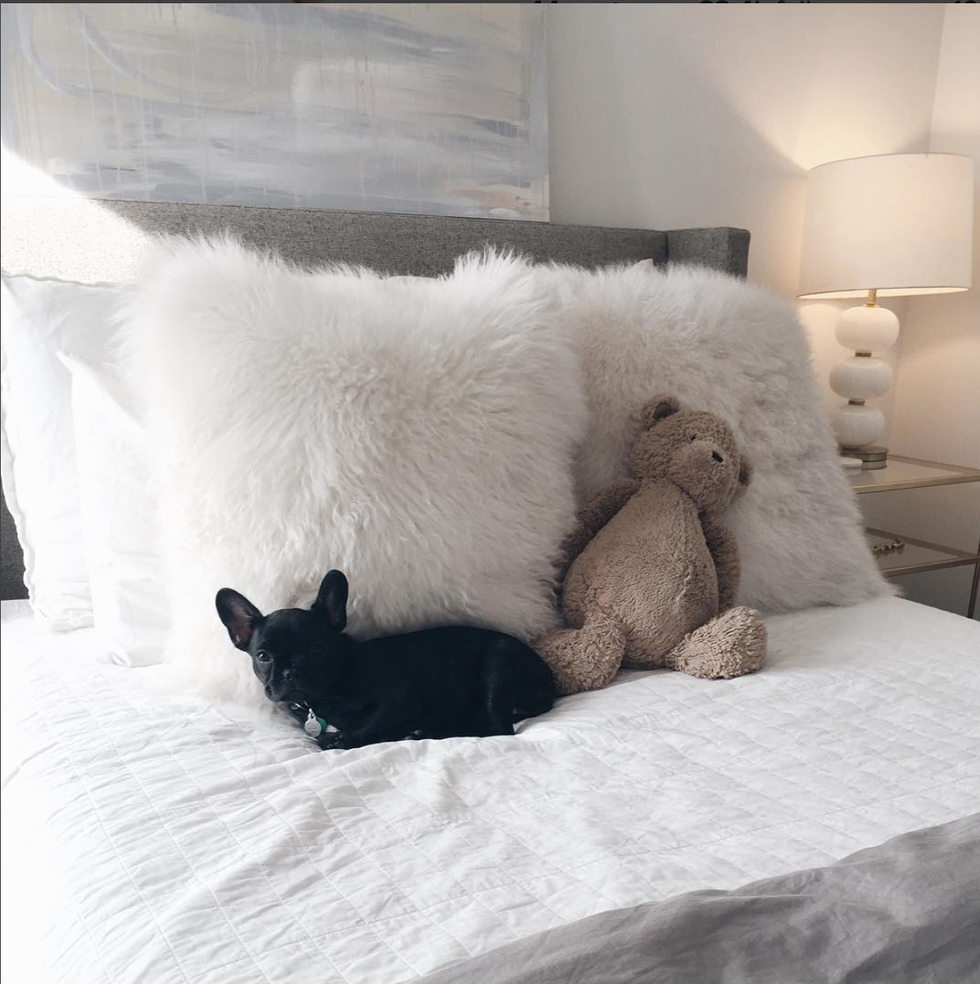 The Top 10 Best Frenchie Instagram Accounts