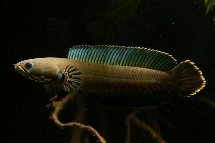 Extraordinary Species Hidden In The Himalayas