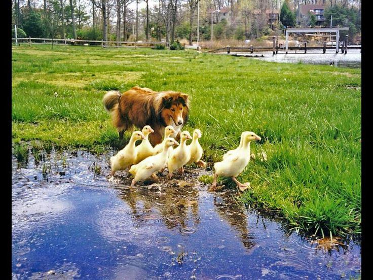 6 Signature Traits Of Your Shetland Sheep Dog