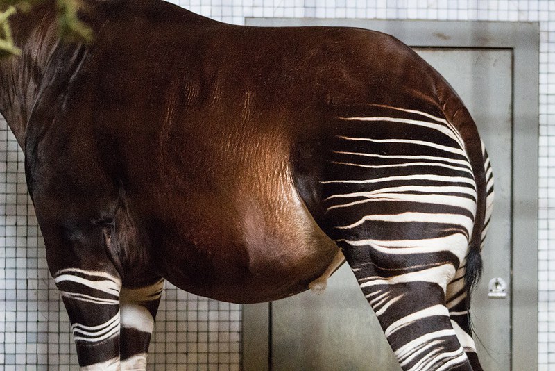 8 Reasons Why Okapis Are The Most Unique Animal Ever
