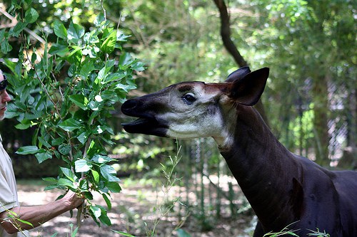 8 Reasons Why Okapis Are The Most Unique Animal Ever