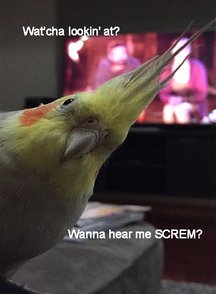 5 Reasons You Should Share More Birbs