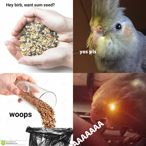 5 Reasons You Should Share More Birbs