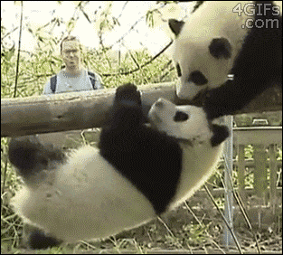 12 Panda GIFs To Brighten Your Day