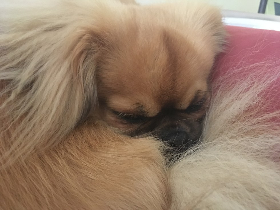 14 Things You Learn As A Tibetan Spaniel Owner