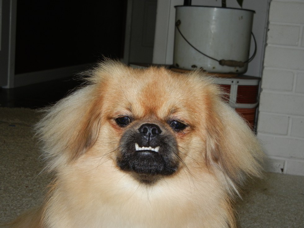 14 Things You Learn As A Tibetan Spaniel Owner