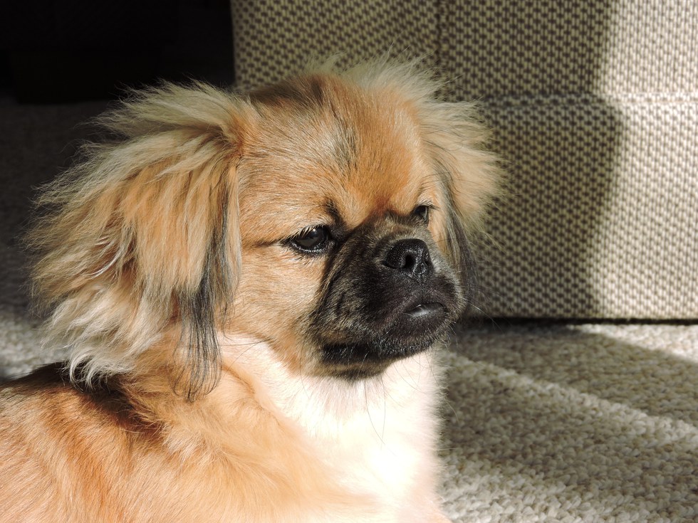 14 Things You Learn As A Tibetan Spaniel Owner