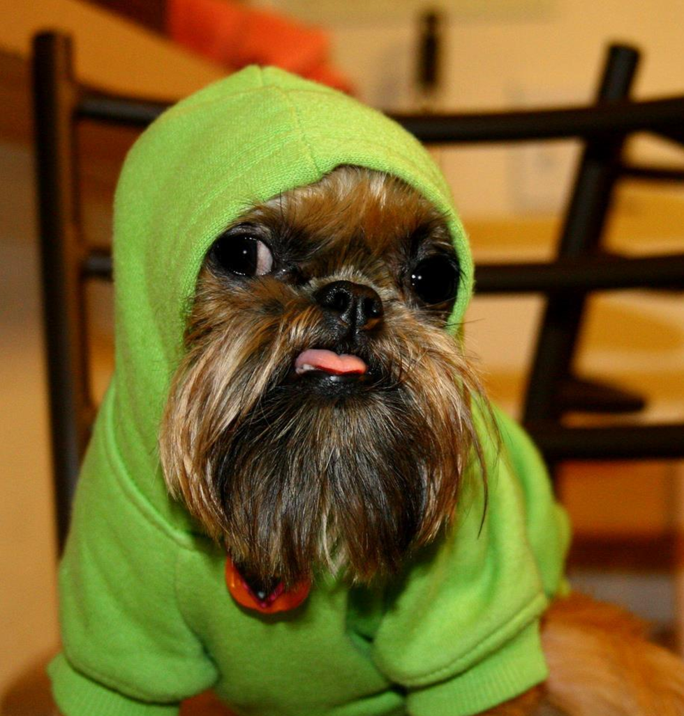 18 Things Only Brussels Griffon Owners Will Understand