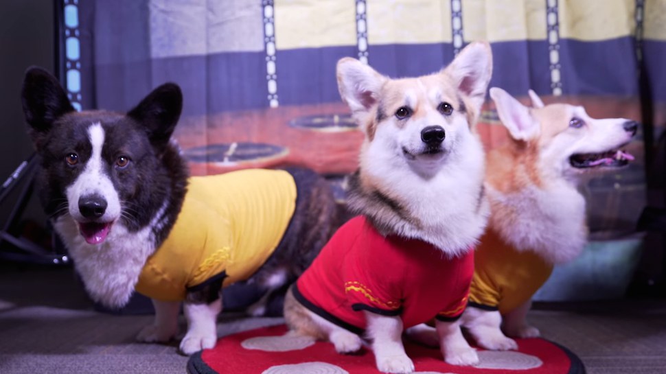 12 Reasons Why Corgis Are The Best Dogs Ever