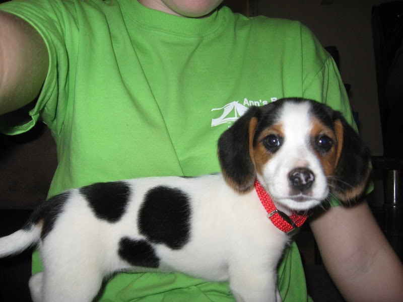 12 Super Cute Unlikely Dog Breeds