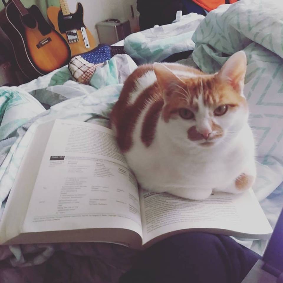 10 Reasons Why I'm A Cat Person