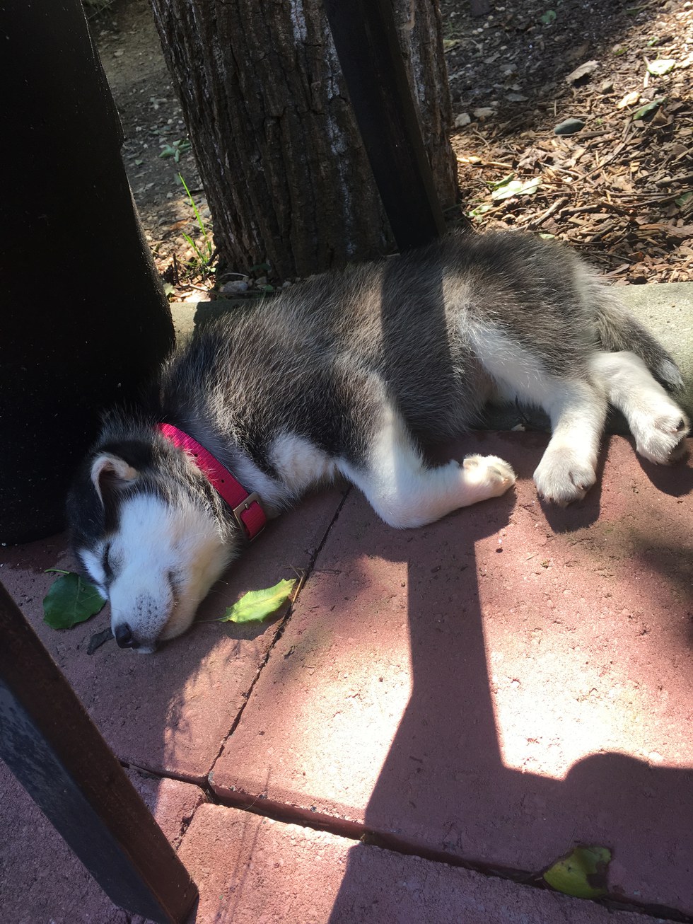 10 Interesting Facts About The Husky Breed