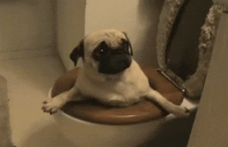 12 Pug GIFs To Brighten Your Day