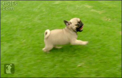 12 Pug GIFs To Brighten Your Day