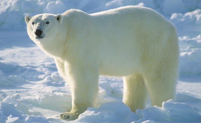 8 Reasons To Love Polar Bears