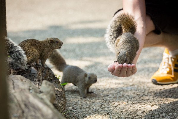 How To Be Friends With Squirrels