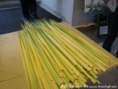 Where Palm Sunday Palms Come From