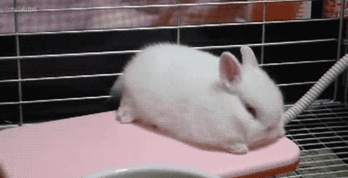 21 Cute Bunny Gifs To Get You Through the End Of The Semester