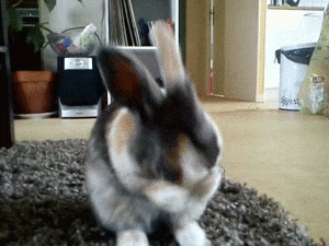 21 Cute Bunny Gifs To Get You Through the End Of The Semester