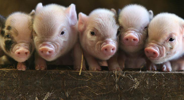 5 Fun Facts You Didn't Know About Pigs