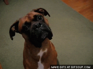 9 Things Boxer Dog Owners Know To Be True