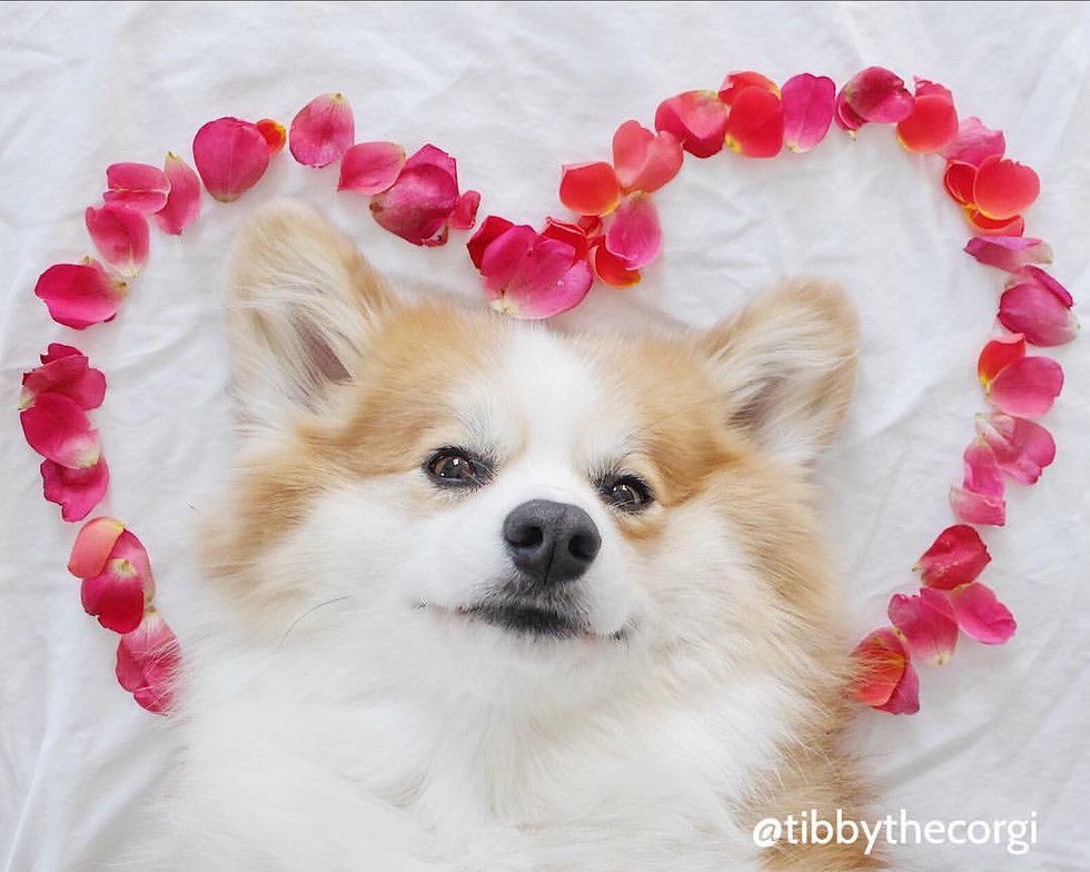 14 Corgis To Get You Through The Week