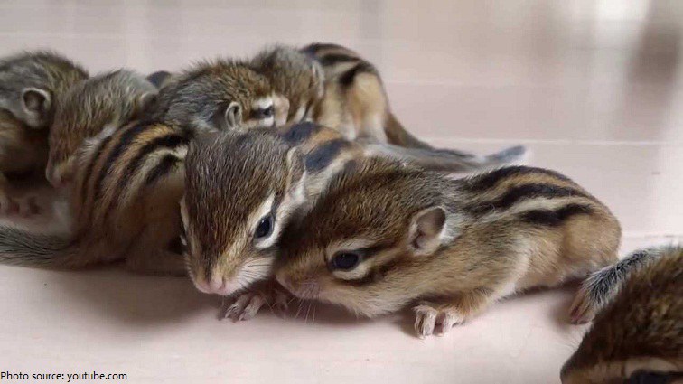 Cool Things You Probably Didn't Know About Chipmunks