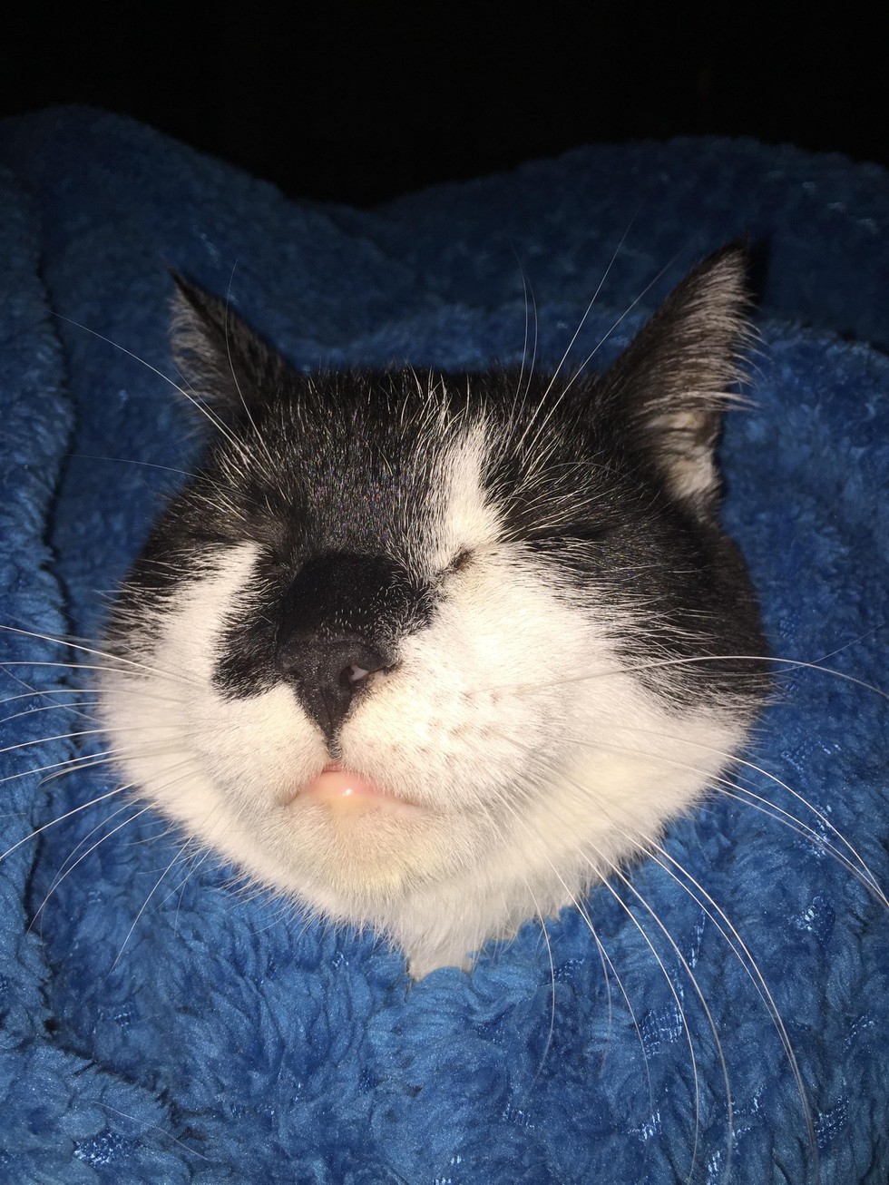 9 Cats Who Just Realized This Relationship Is OVER