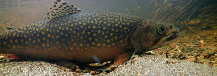 Warming rivers threaten iconic Michigan fish. - EHN