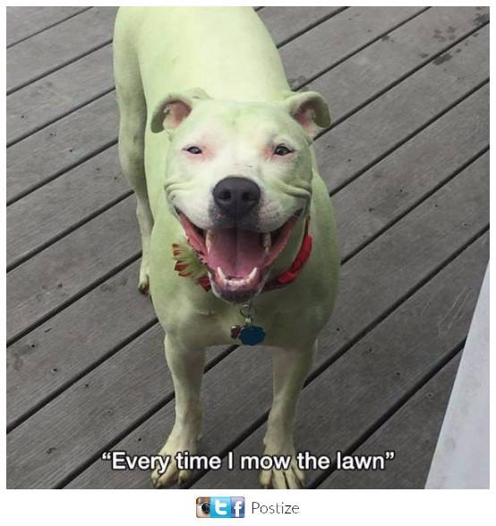 13 Goofy Dogs That Will Make You Smile