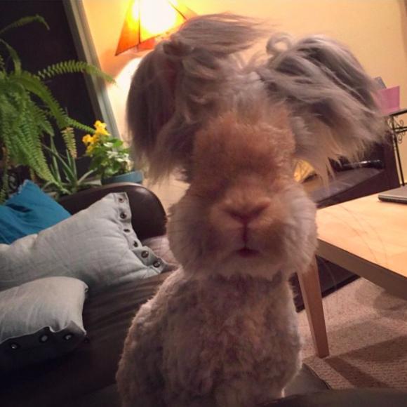 Yes, This Impossibly Adorable Rabbit Actually Exists