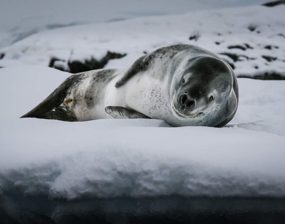 5 Cute, but Terrifying Animals