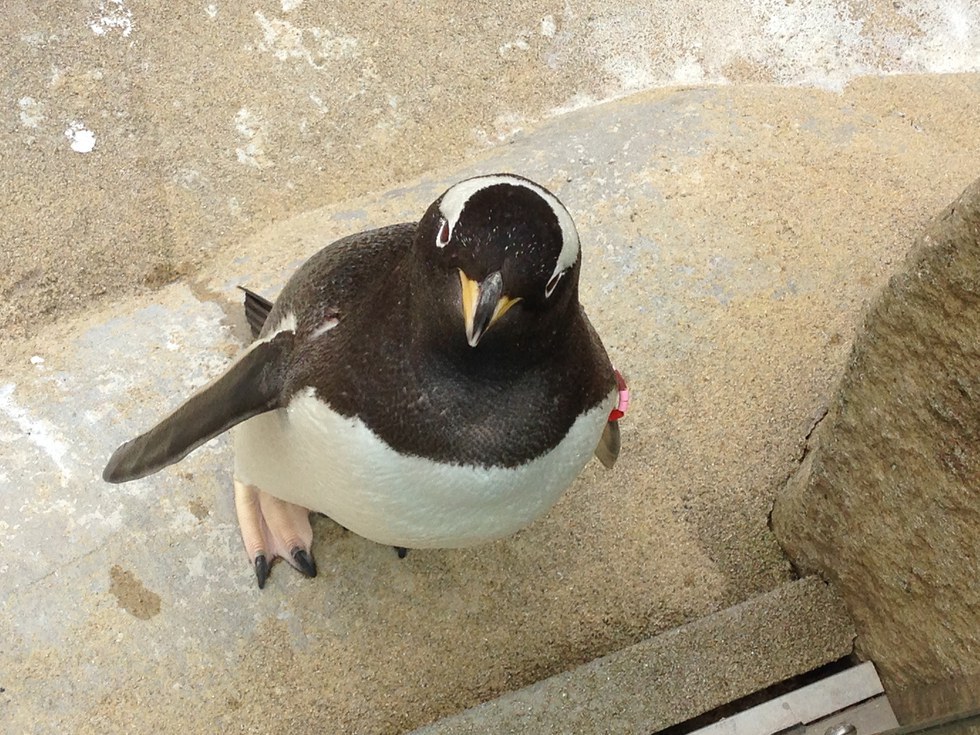 Five Reasons I Love Penguins