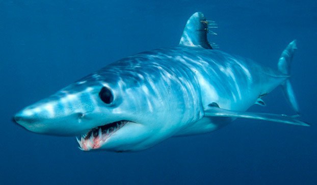 11 Sharks Found iIn The Atlantic Ocean