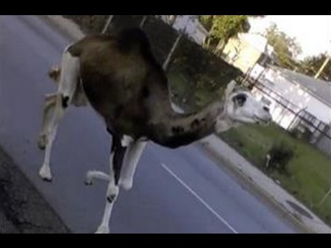 22 Signs You're a Region Rat