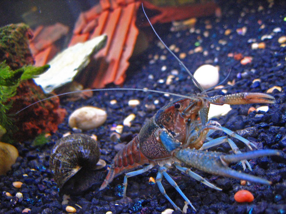 10 Weird Facts You Didn't Know About Crawfish