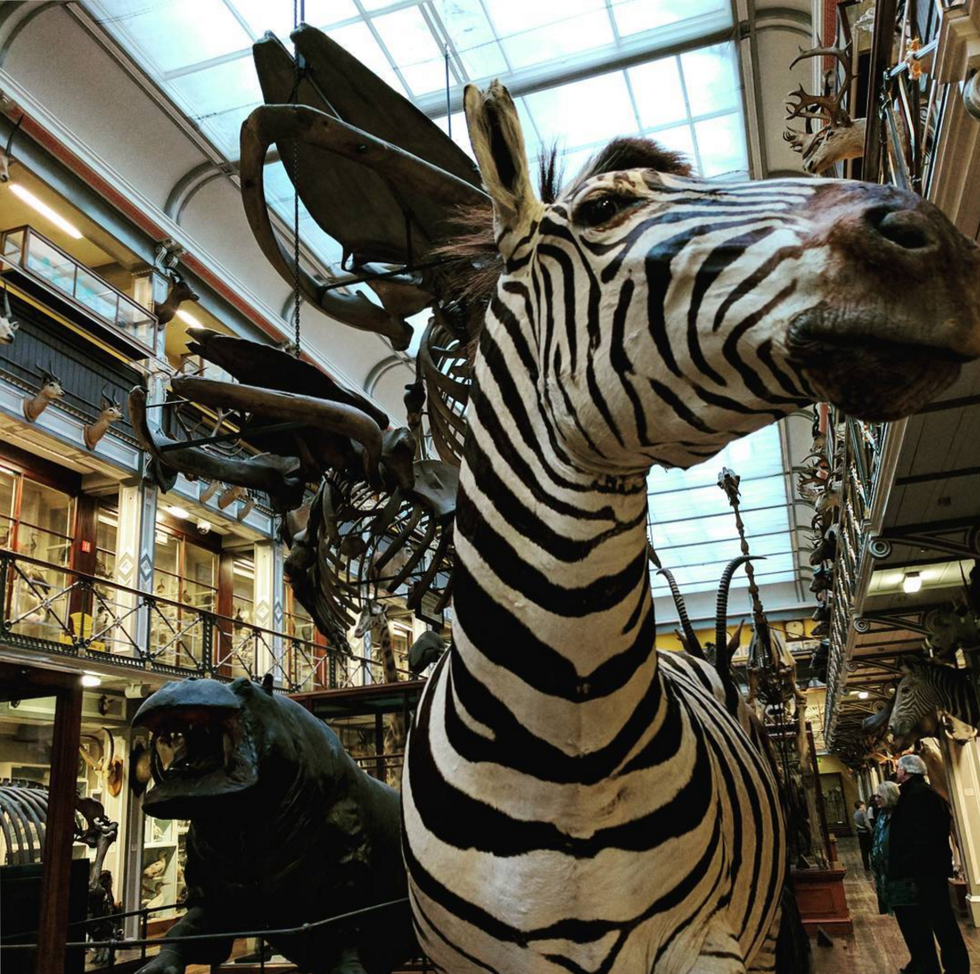 Dublin's Dead Zoo Is Struggling To Stay Alive