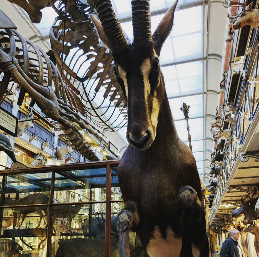 Dublin's Dead Zoo Is Struggling To Stay Alive