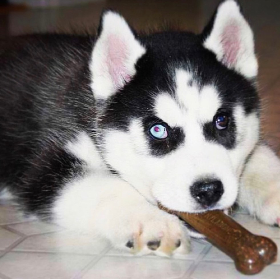 9 Reasons Huskies Are Simply The Greatest Dogs