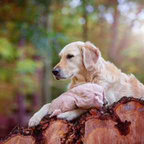 10 Best Golden Retrievers On Instagram