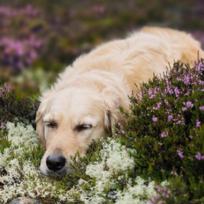 10 Best Golden Retrievers On Instagram