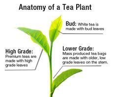 A Complete Beginner's Guide To Tea