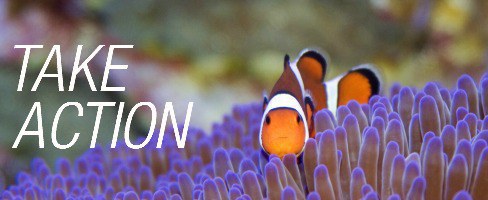 11 Ways to Save the Great Barrier Reef