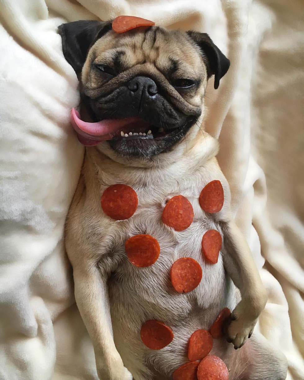 10 Pictures Of Doug The Pug To Get You Through The Day